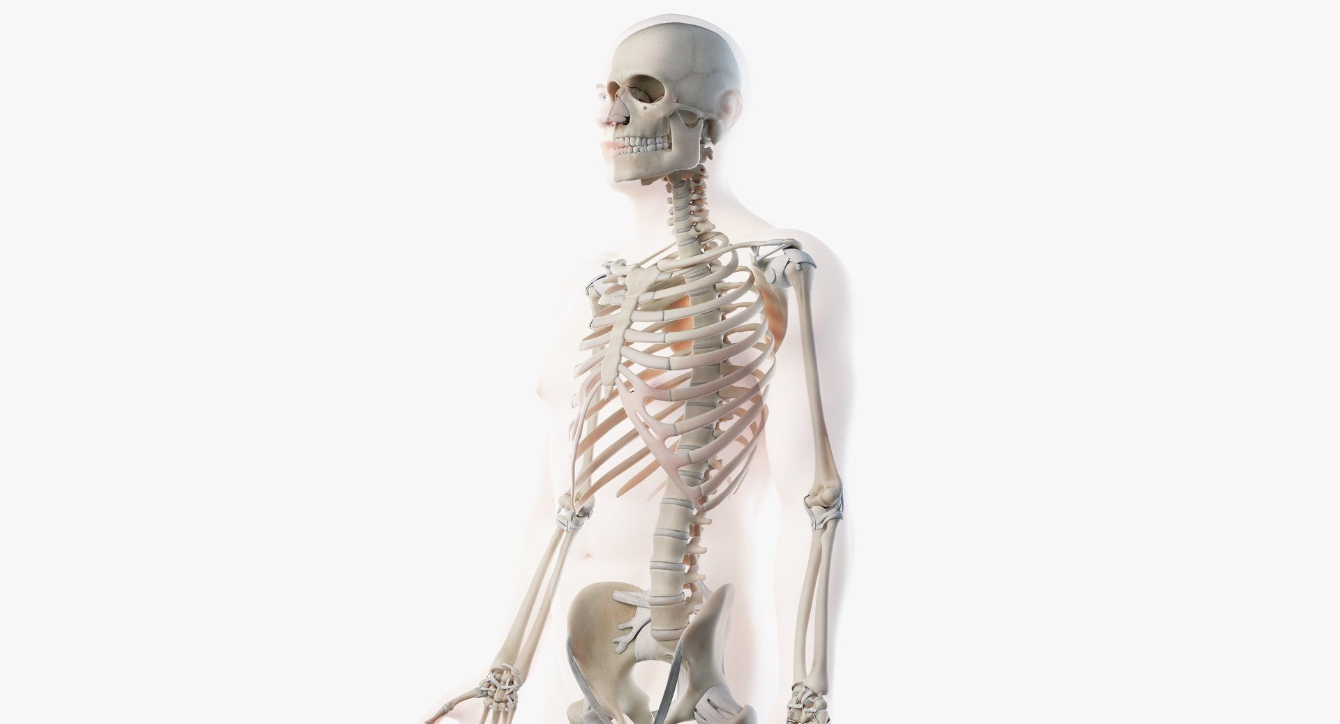 Male Skin Skeleton Rigged 3D Model - TurboSquid 1390112