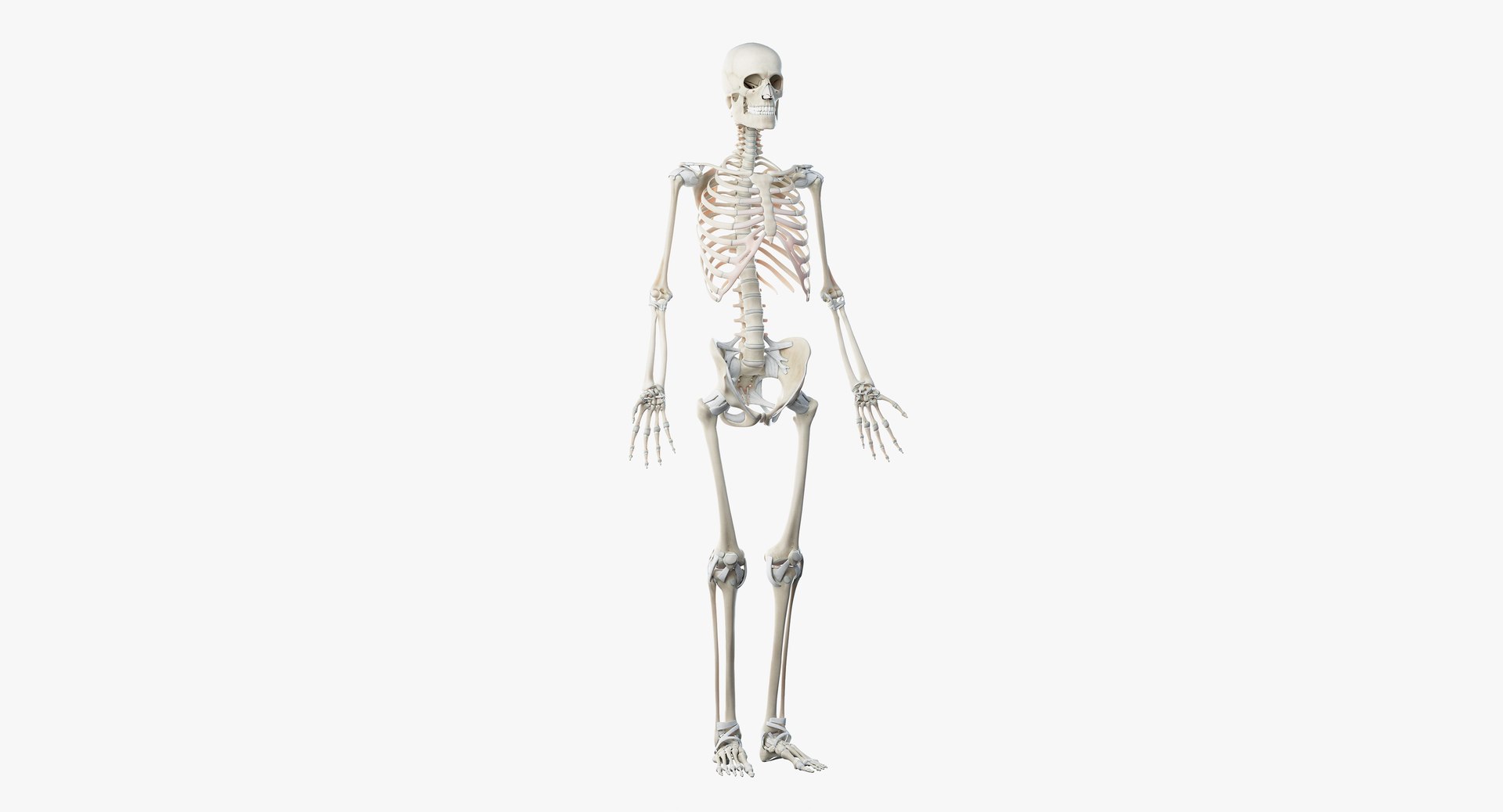 Male Skin Skeleton Rigged 3D Model - TurboSquid 1390112