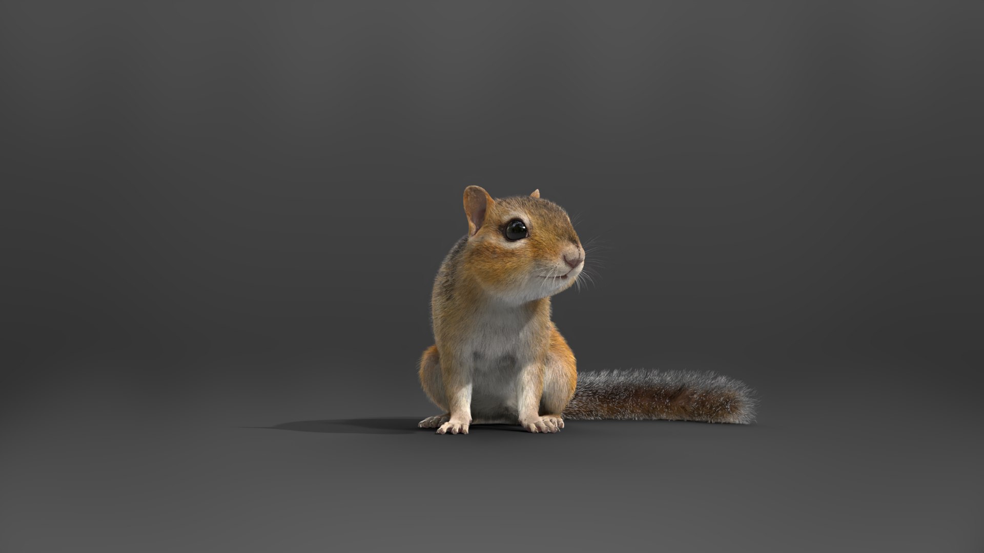 Chipmunk Animation 3D model - TurboSquid 2075706