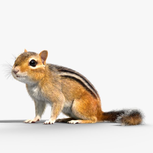 3D модель Chipmunk Animation - TurboSquid 2075706