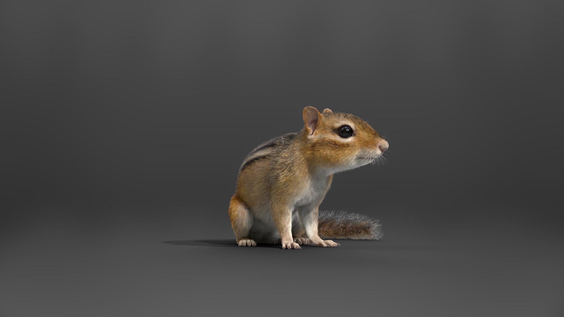 Chipmunk Animation 3D model - TurboSquid 2075706