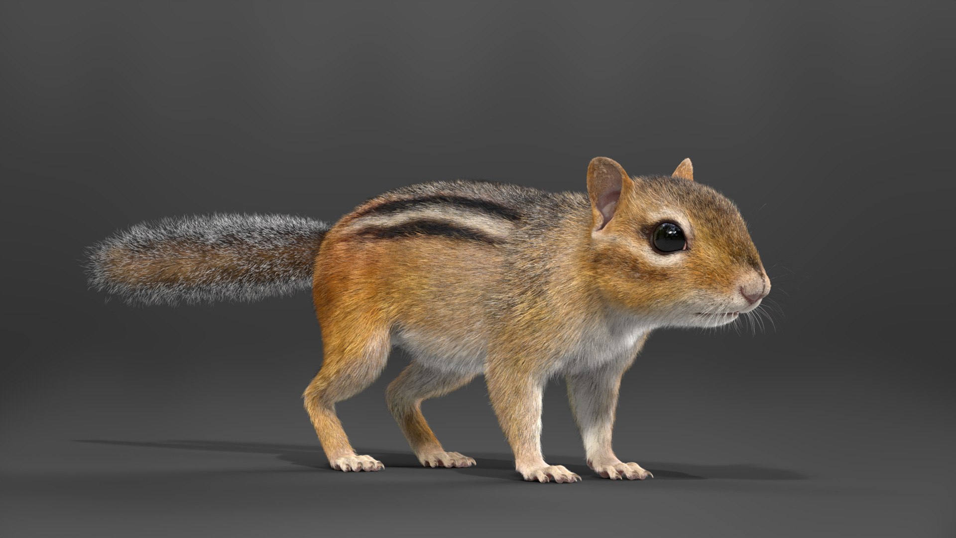 Chipmunk Animation 3D Model - TurboSquid 2075706