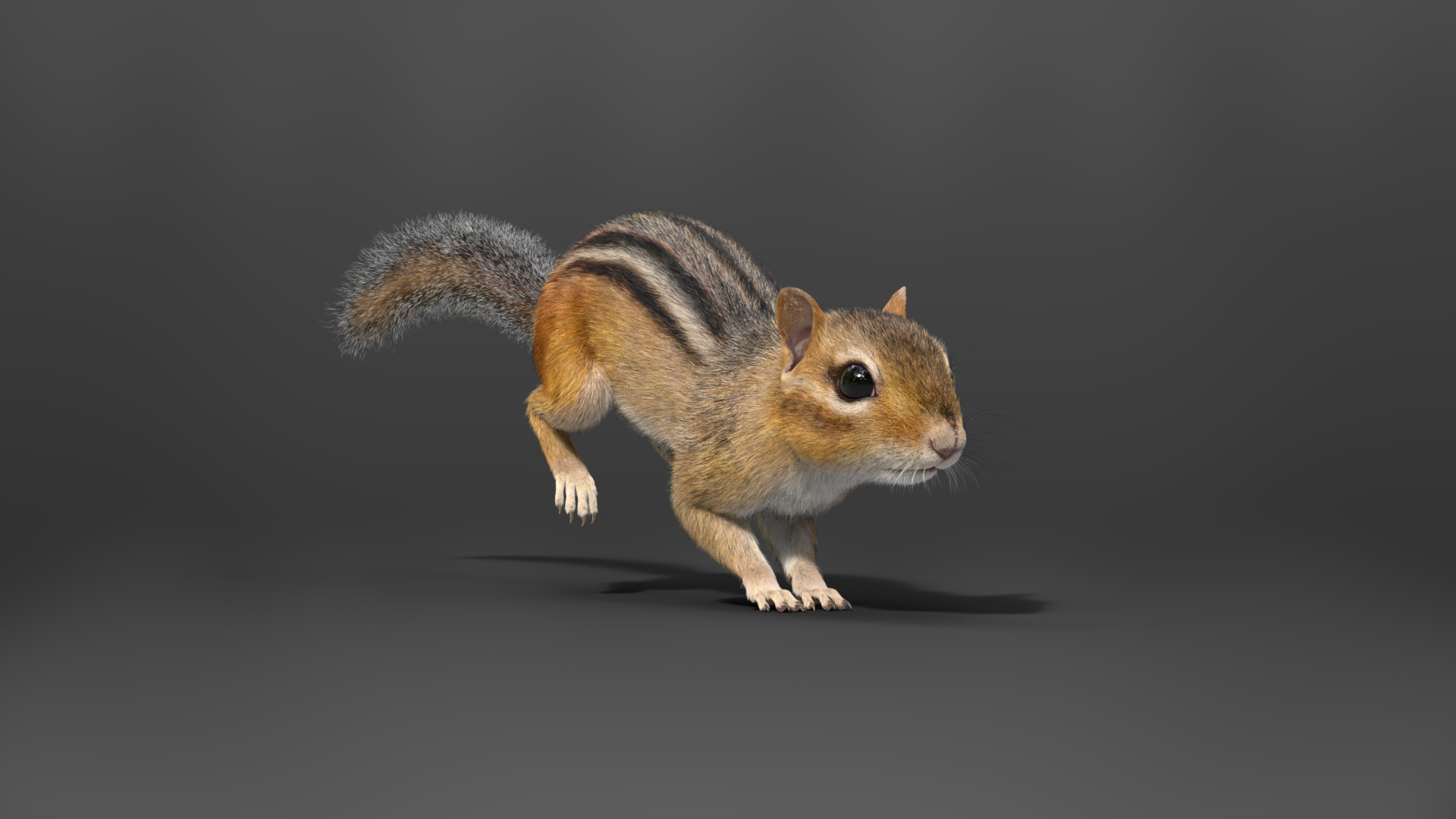 Chipmunk Animation 3D Model - TurboSquid 2075706
