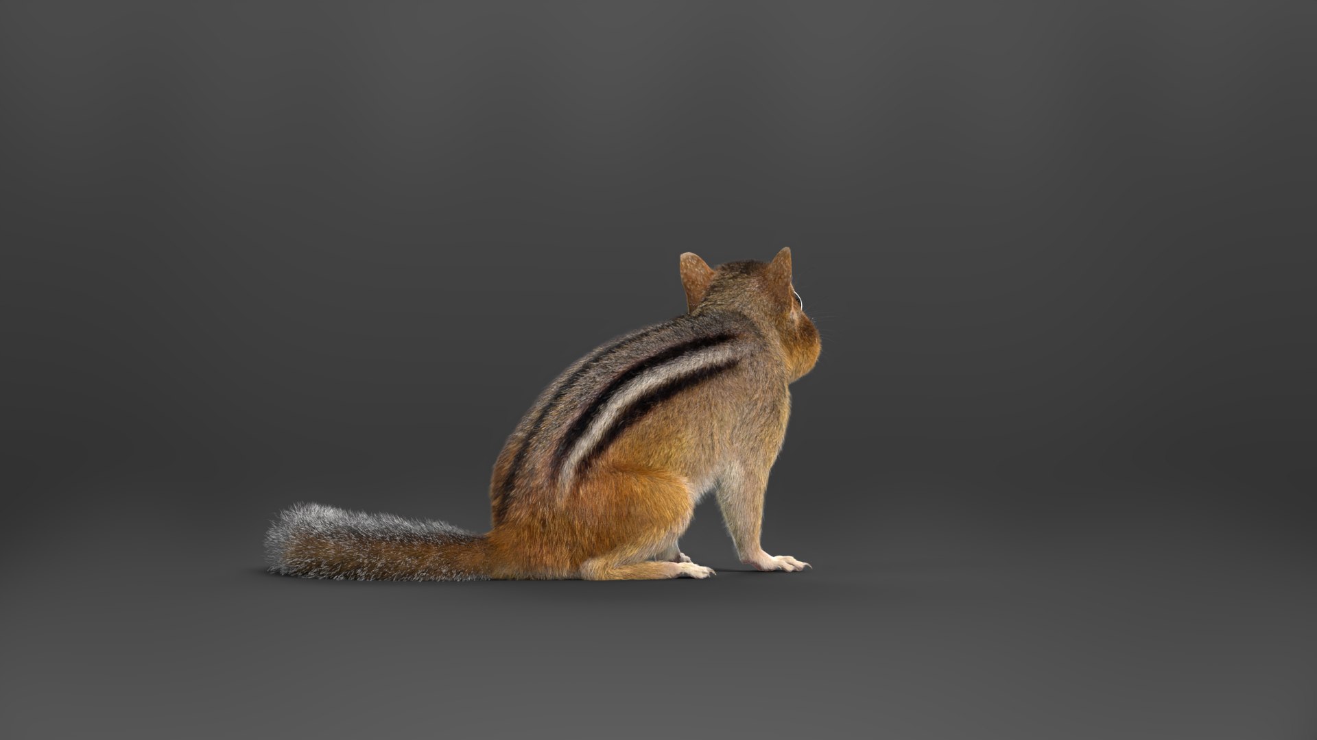 Chipmunk Animation 3D model - TurboSquid 2075706