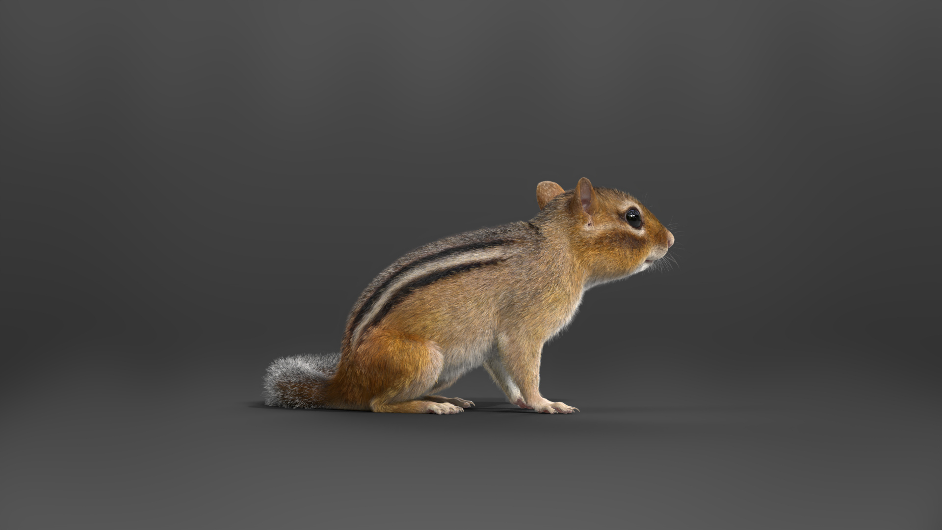 modelo 3d Chipmunk Animation - TurboSquid 2075706
