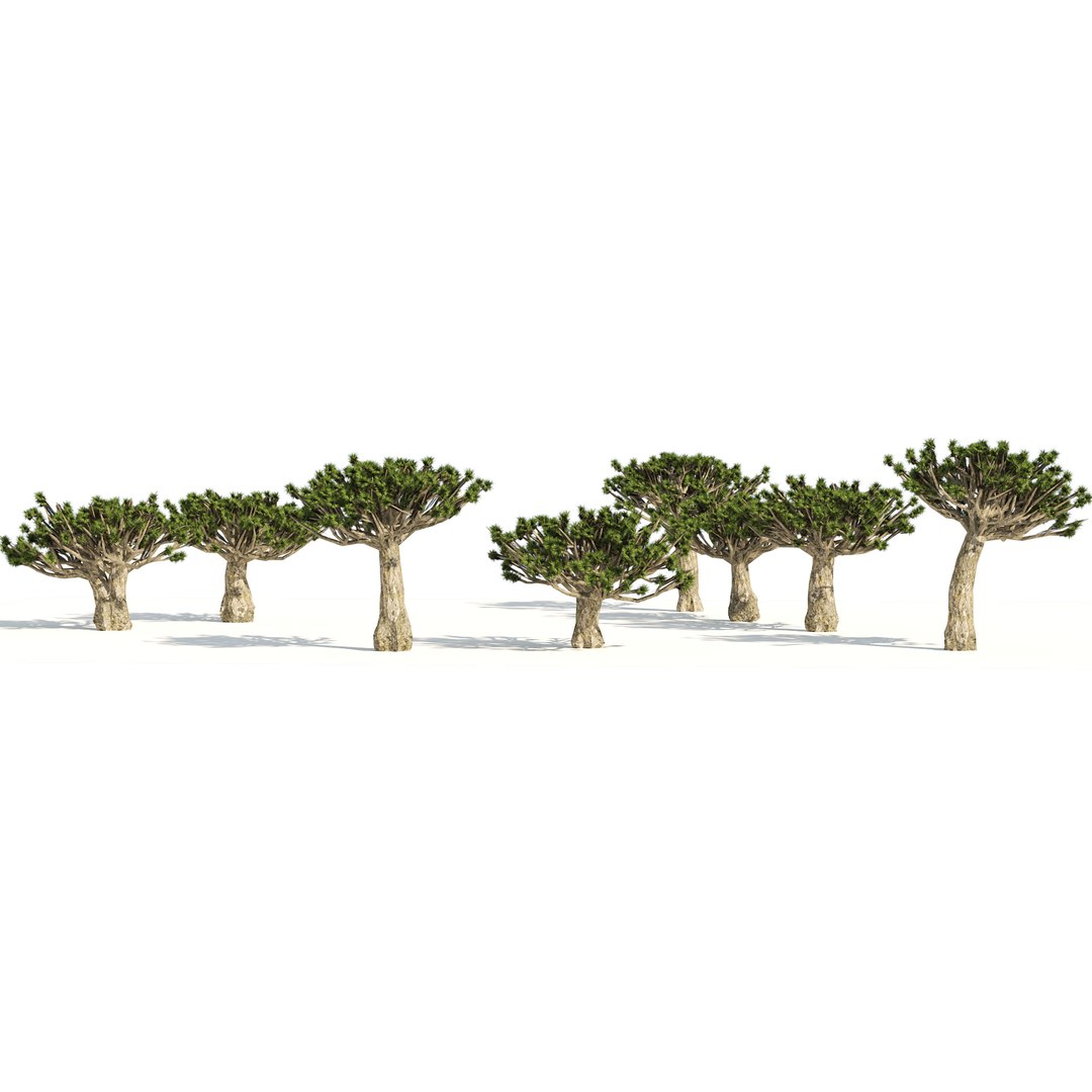 Evergreen Dragon Blood Trees Model - TurboSquid 2091787
