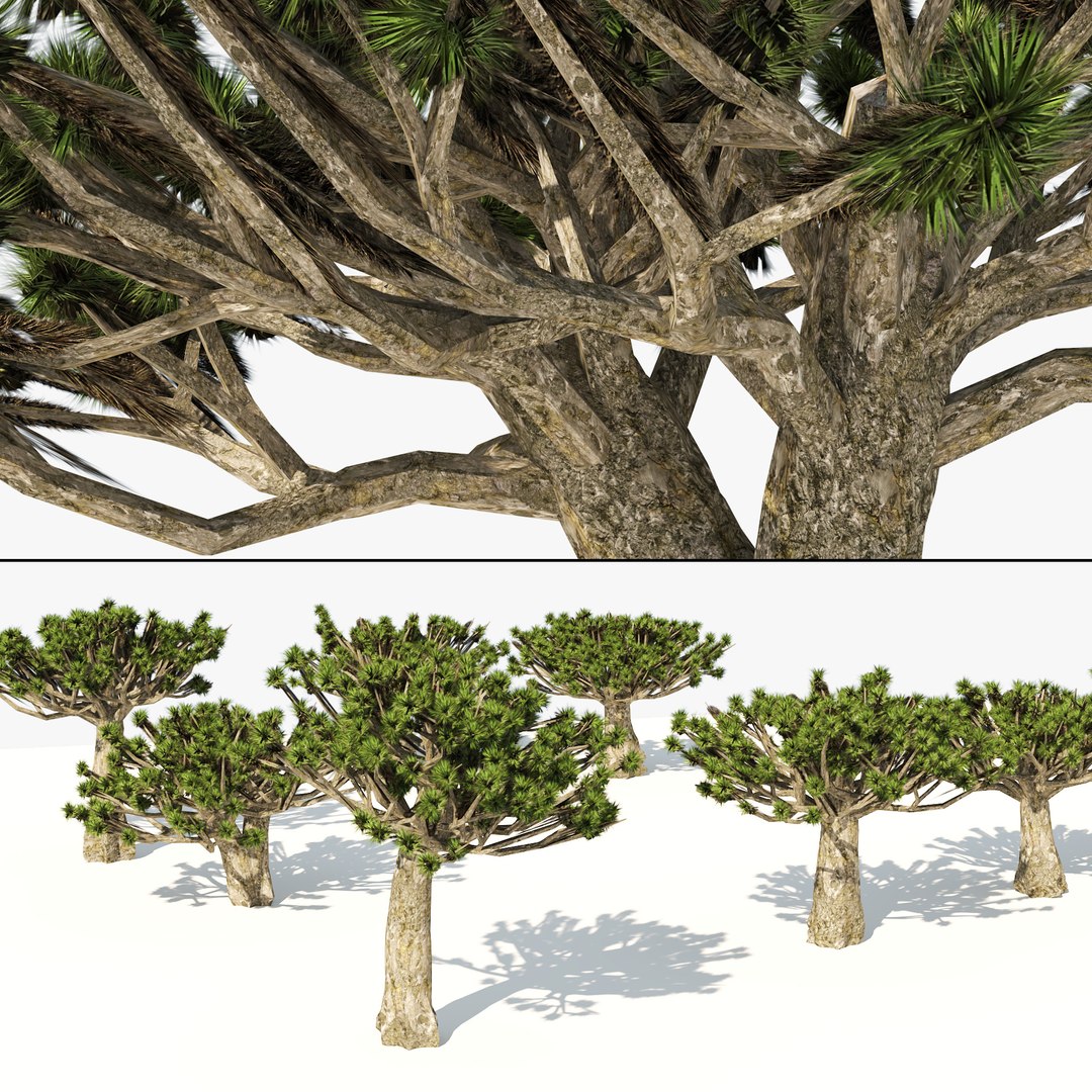 Evergreen Dragon Blood Trees Model - TurboSquid 2091787