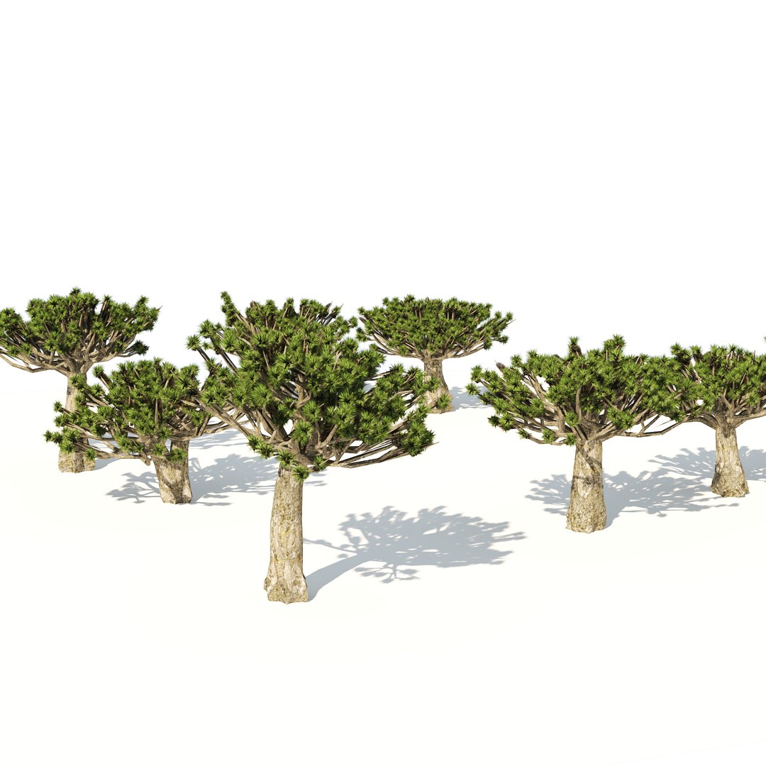 Evergreen Dragon Blood Trees Model - TurboSquid 2091787