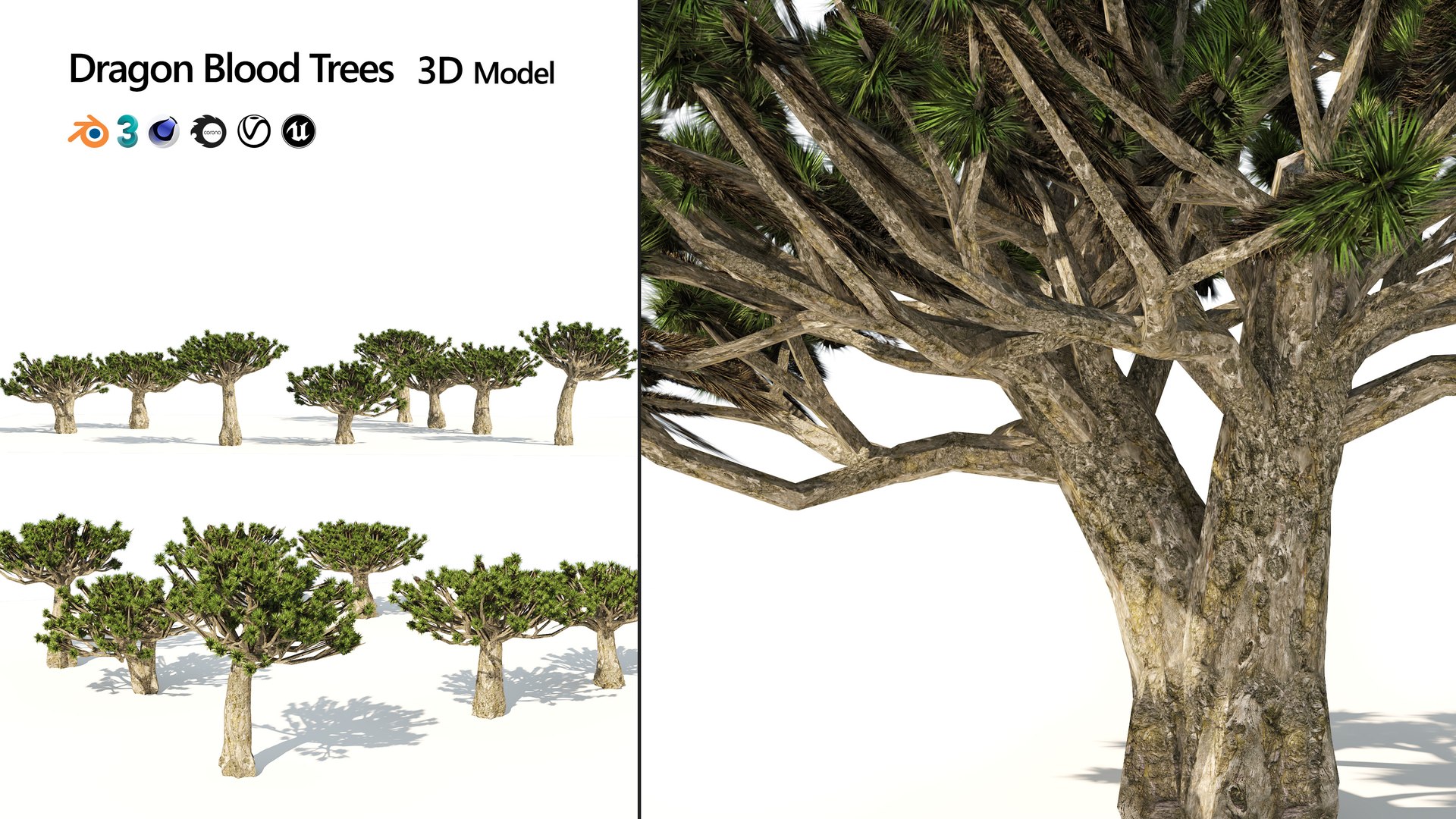 Evergreen Dragon Blood Trees Model - TurboSquid 2091787