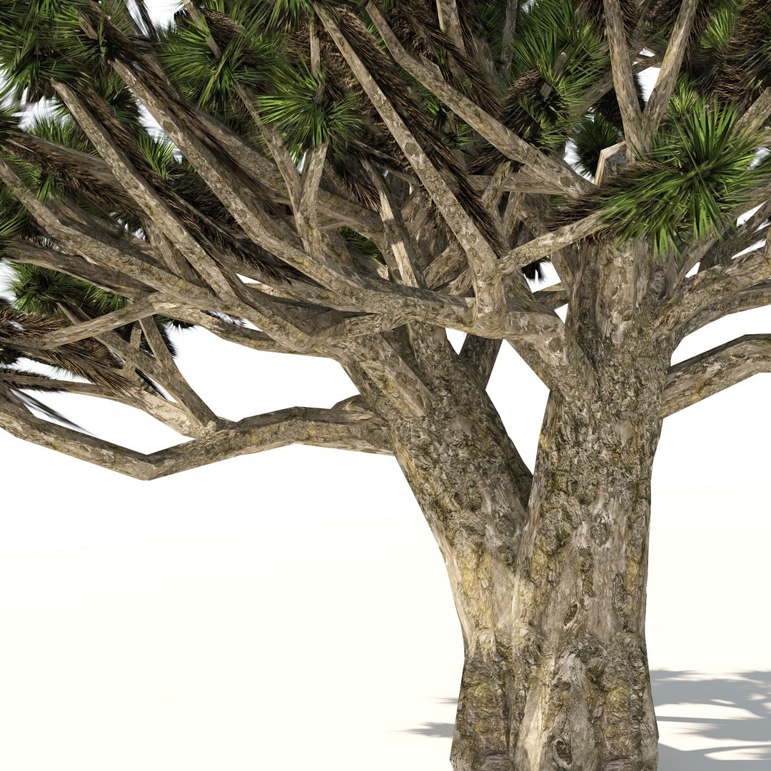 Evergreen Dragon Blood Trees Model - TurboSquid 2091787