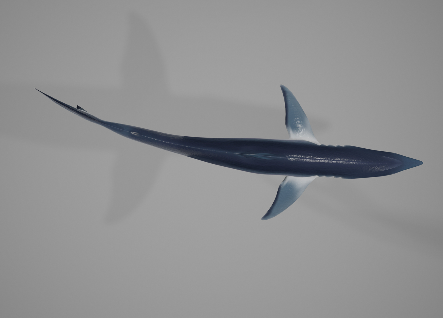 3D Mako Shark Model - TurboSquid 1618310