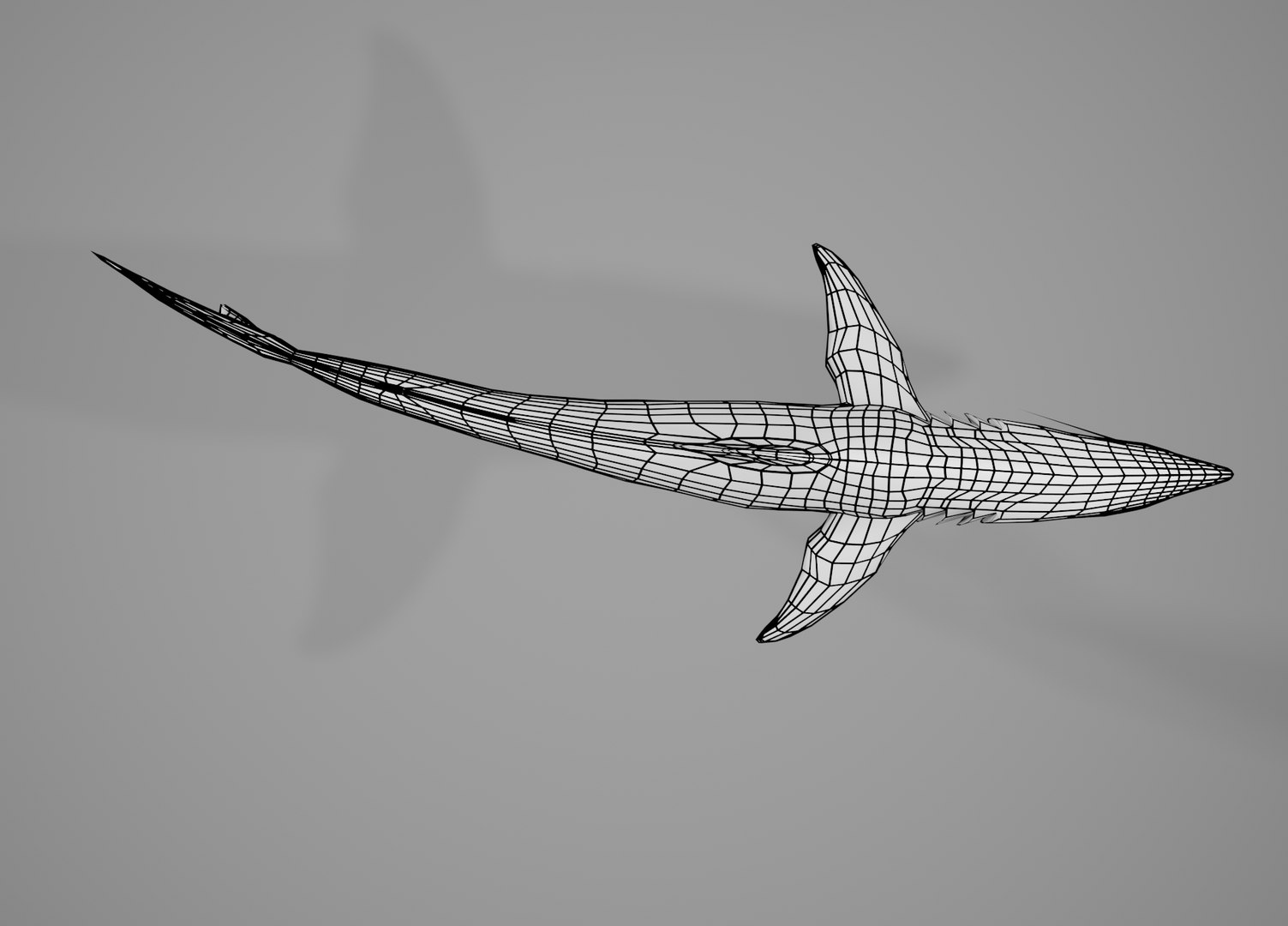 3D Mako Shark Model - TurboSquid 1618310