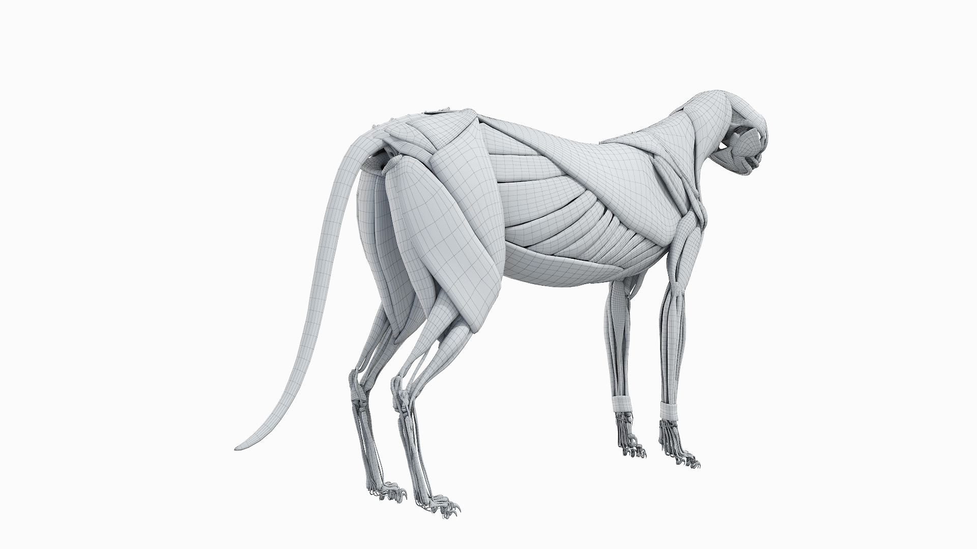 Cat body skeleton muscles 3D - TurboSquid 1696368