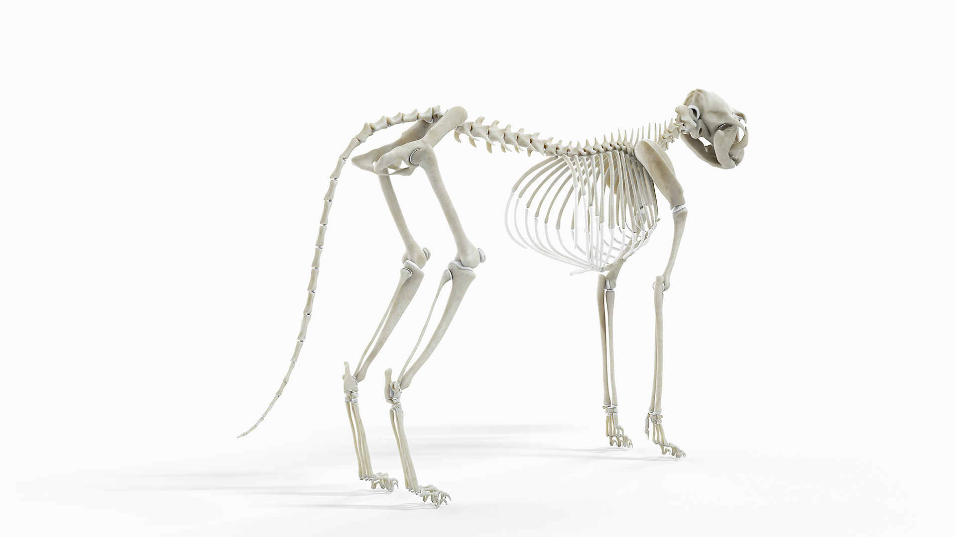 Cat body skeleton muscles 3D - TurboSquid 1696368