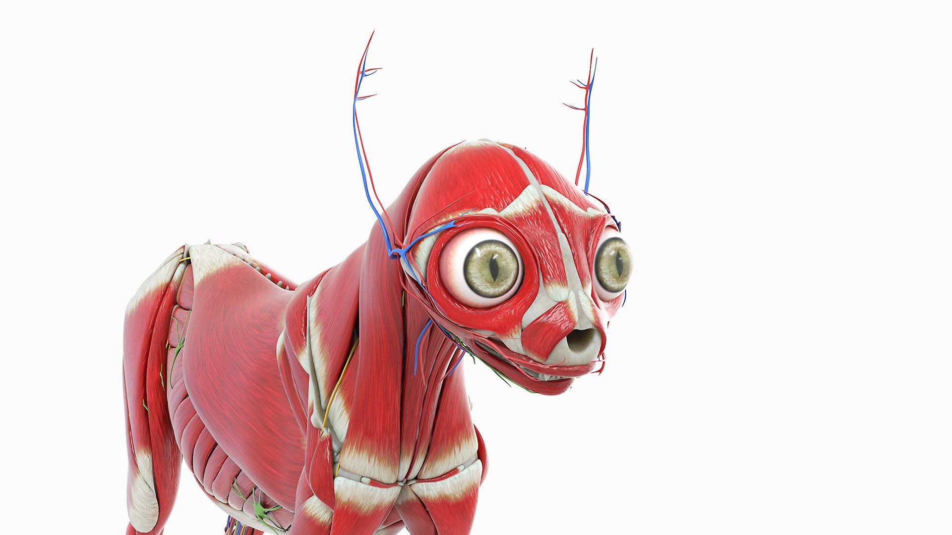 Cat body skeleton muscles 3D - TurboSquid 1696368