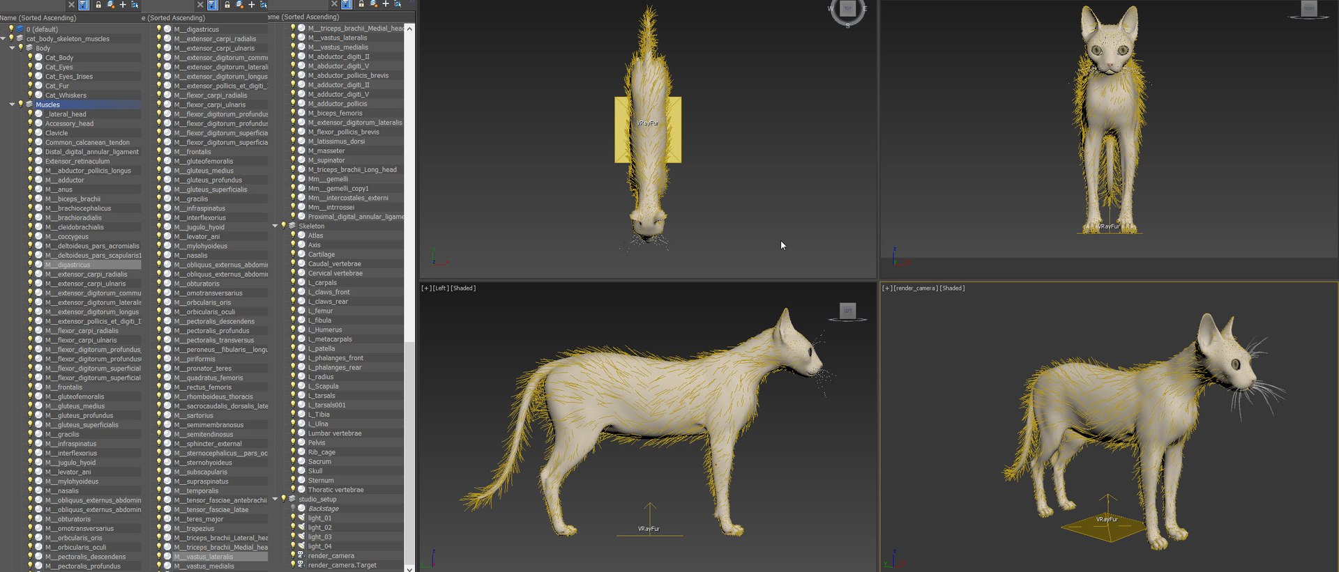 Cat body skeleton muscles 3D - TurboSquid 1696368