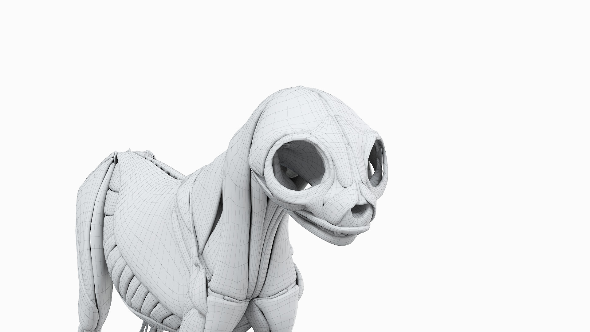 Cat body skeleton muscles 3D - TurboSquid 1696368