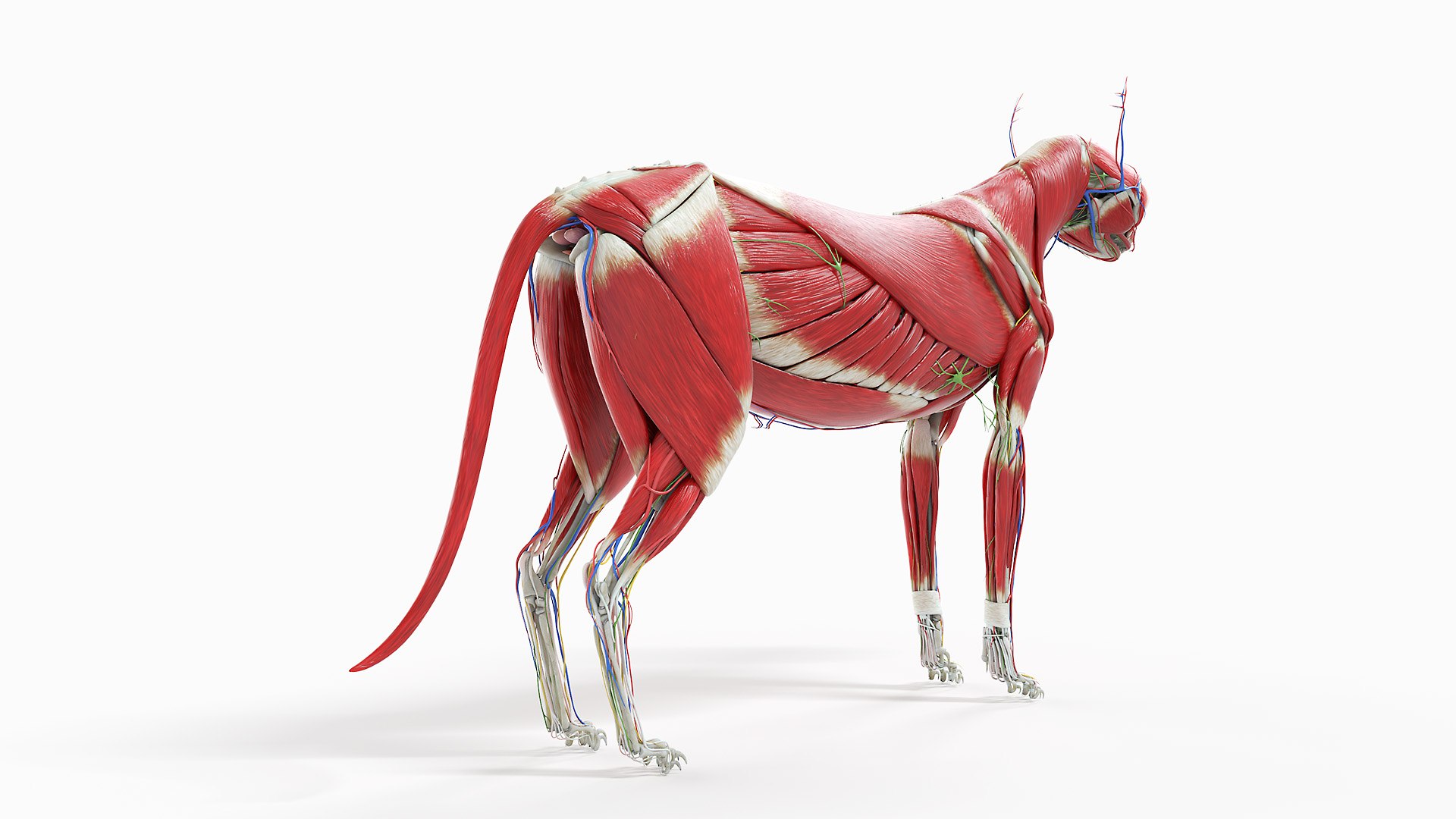 Cat body skeleton muscles 3D - TurboSquid 1696368