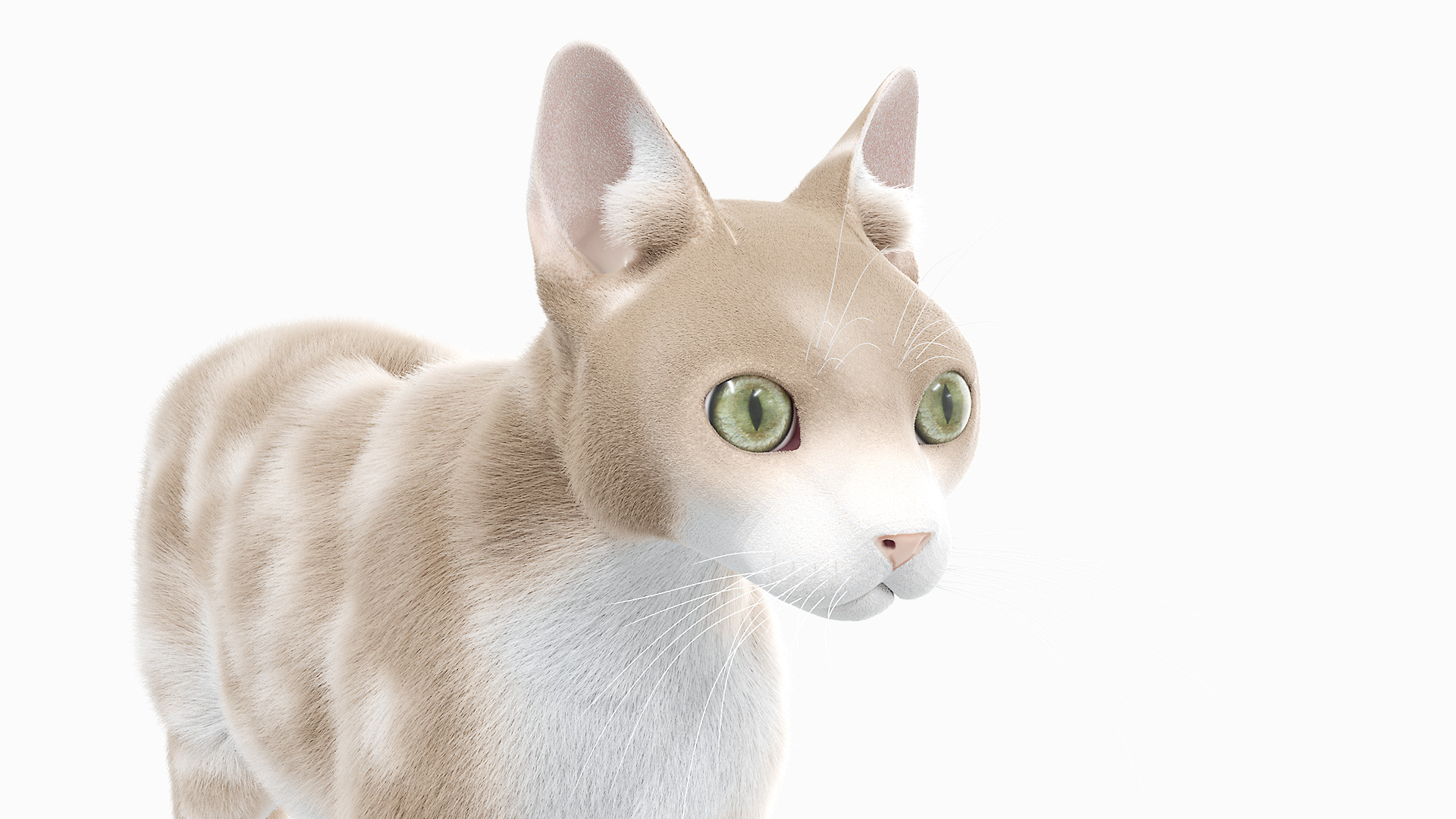 Cat body skeleton muscles 3D - TurboSquid 1696368