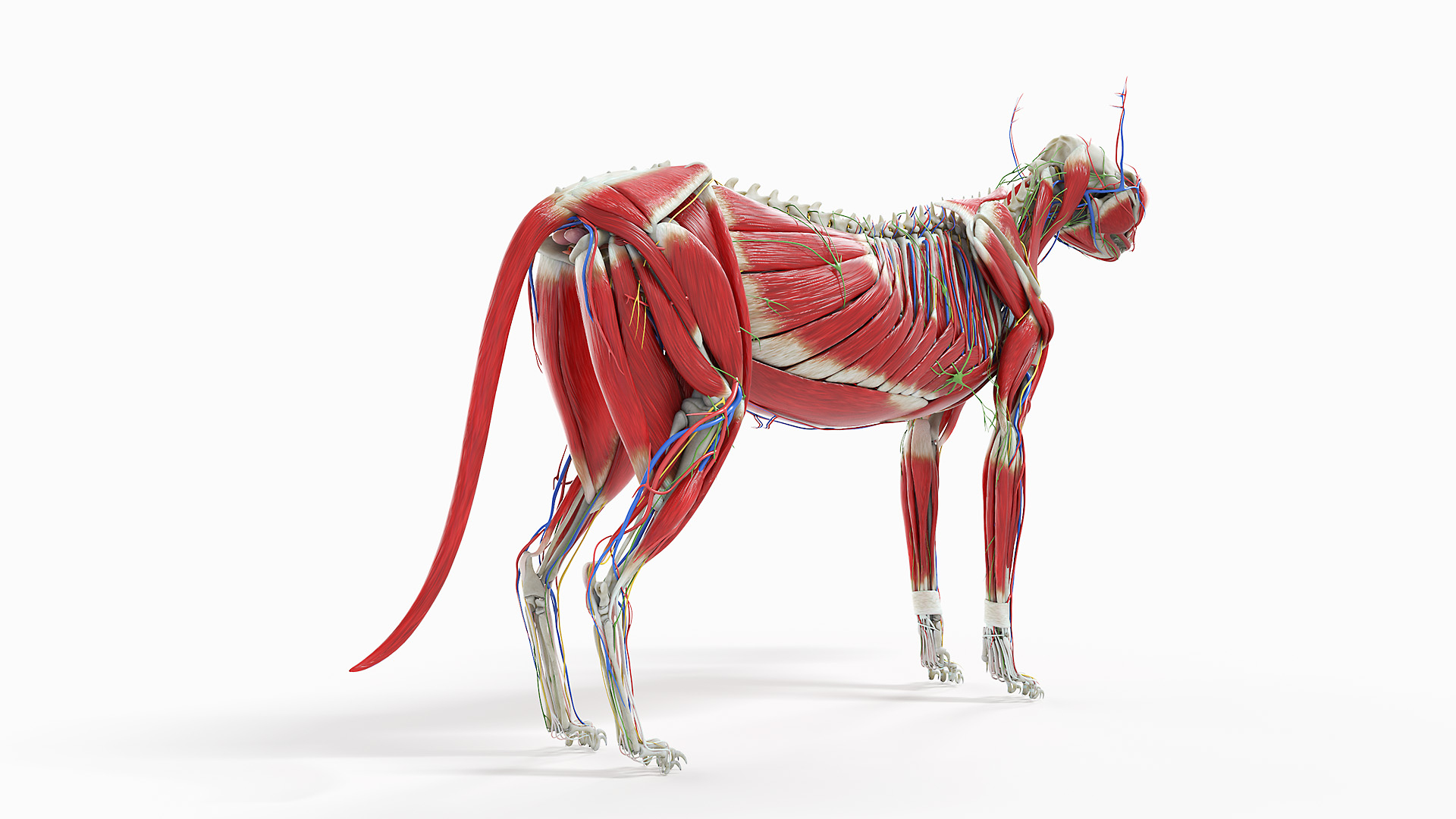 Cat body skeleton muscles 3D - TurboSquid 1696368