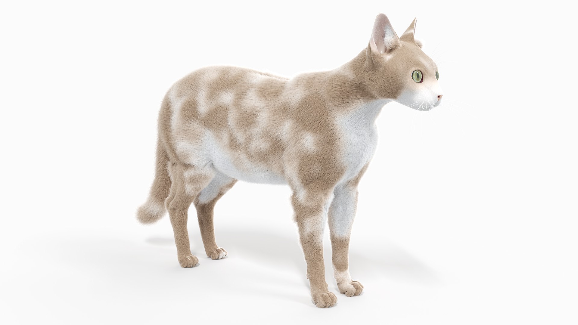 Cat Body Skeleton Muscles 3D - TurboSquid 1696368