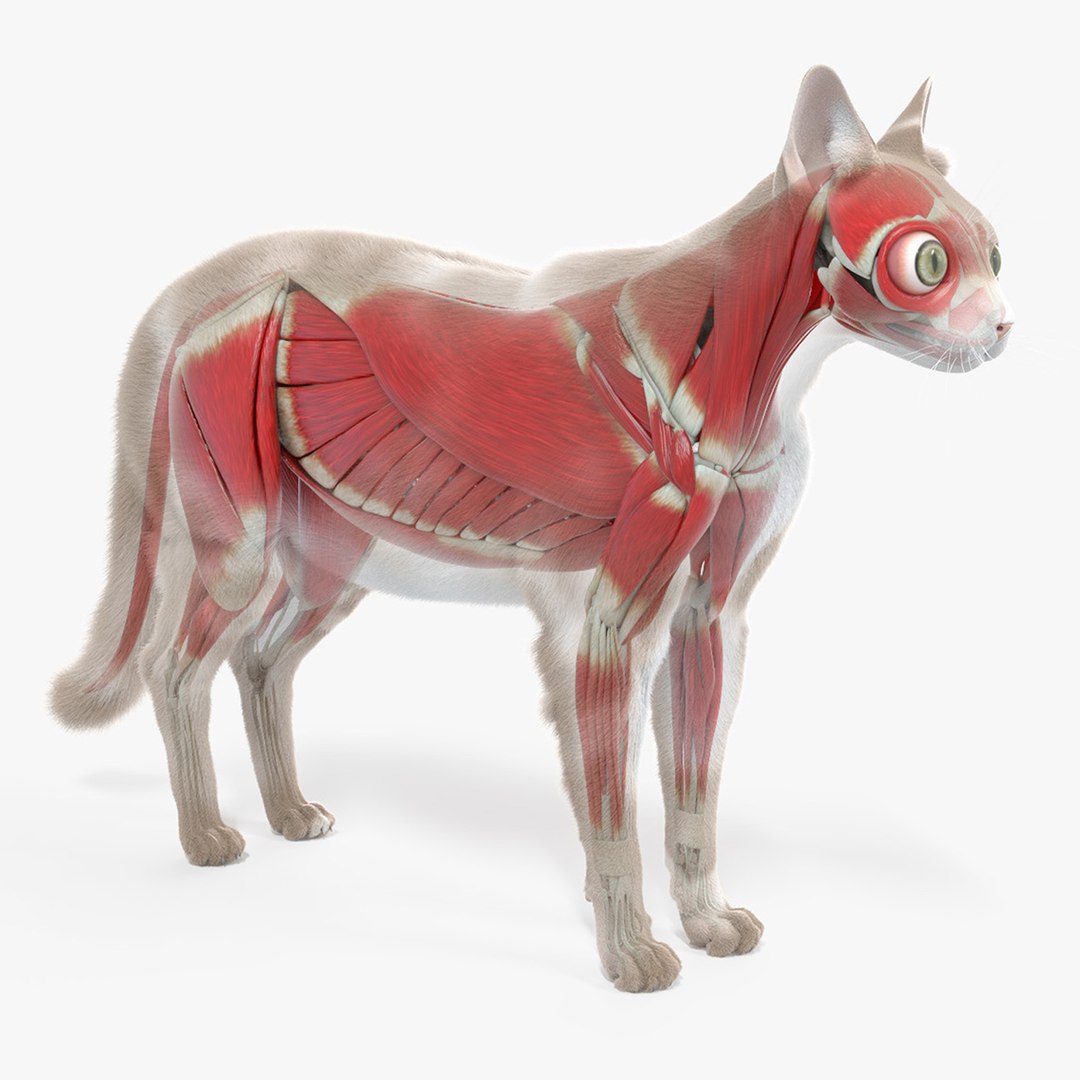 Cat Body Skeleton Muscles 3D TurboSquid 1696368