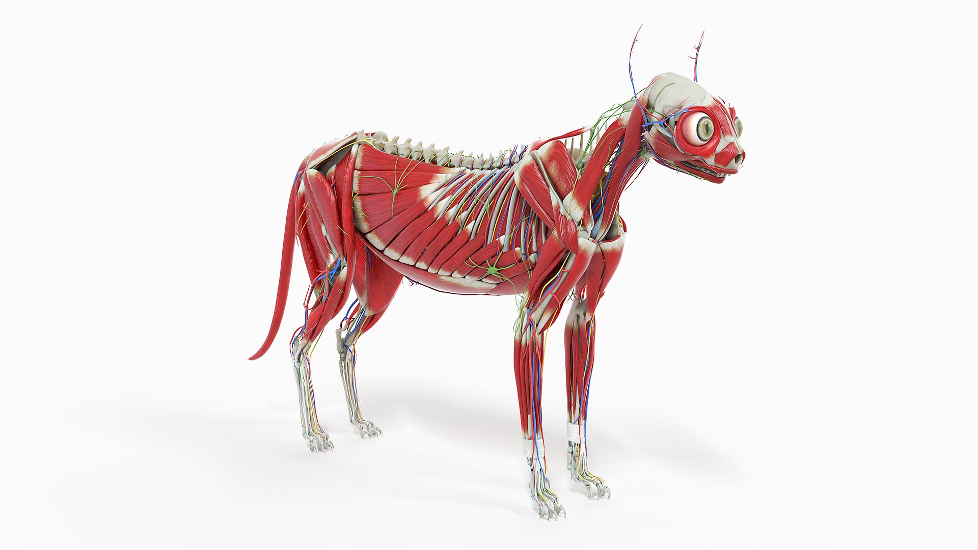 Cat body skeleton muscles 3D - TurboSquid 1696368