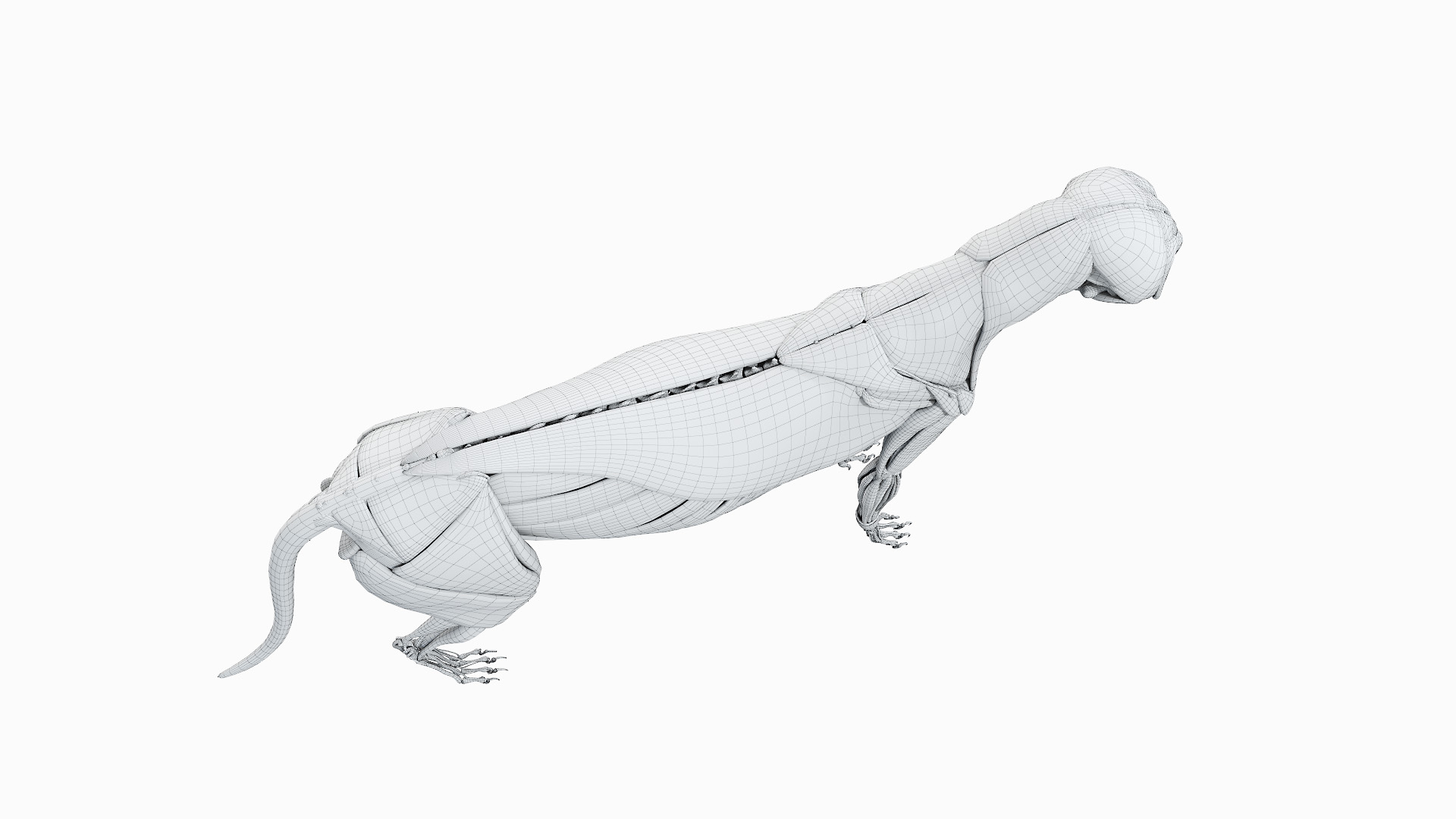 Cat body skeleton muscles 3D - TurboSquid 1696368