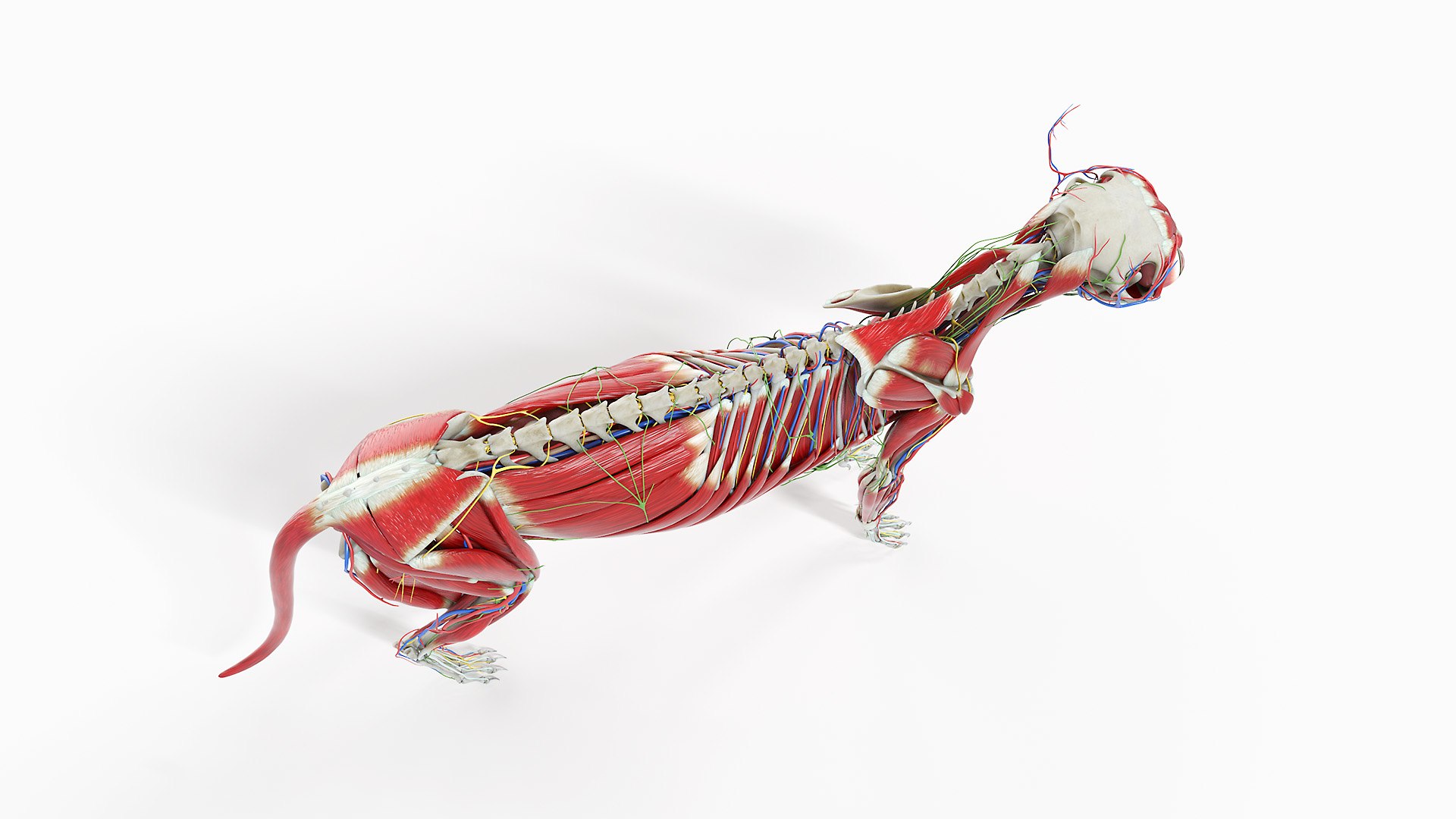 Cat body skeleton muscles 3D - TurboSquid 1696368