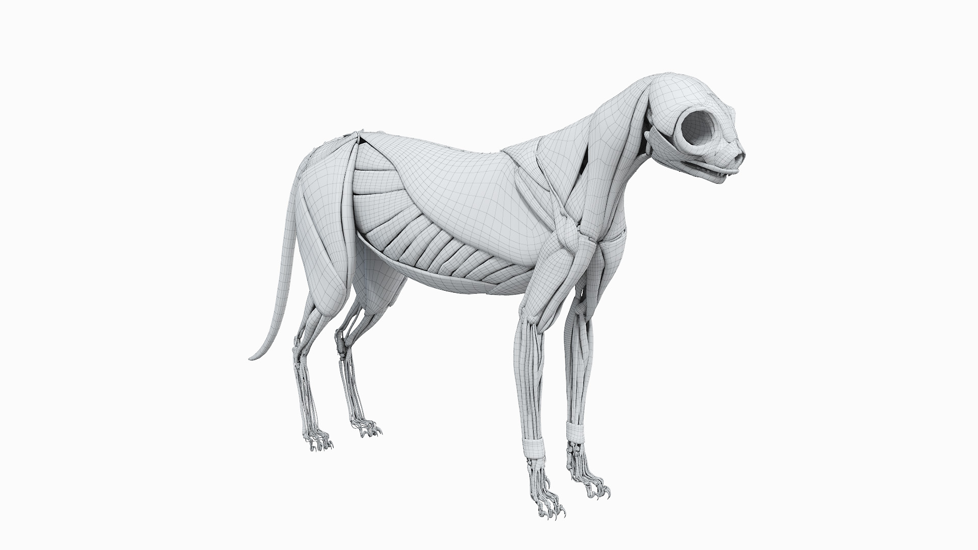 Cat body skeleton muscles 3D - TurboSquid 1696368
