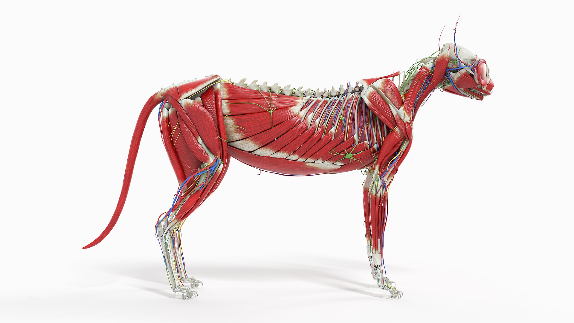 Cat body skeleton muscles 3D - TurboSquid 1696368