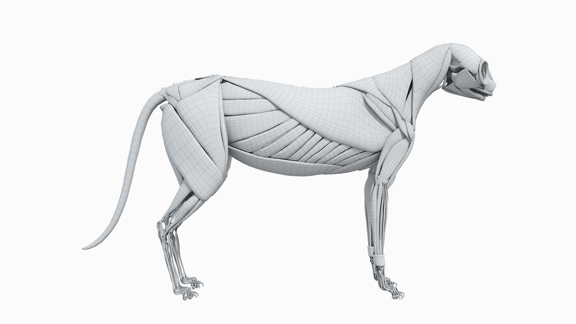 Cat body skeleton muscles 3D - TurboSquid 1696368