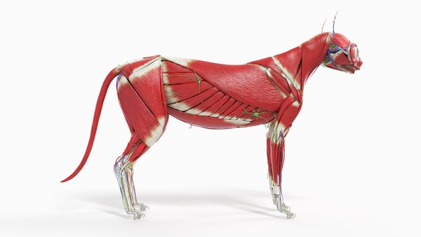 Cat body skeleton muscles 3D - TurboSquid 1696368