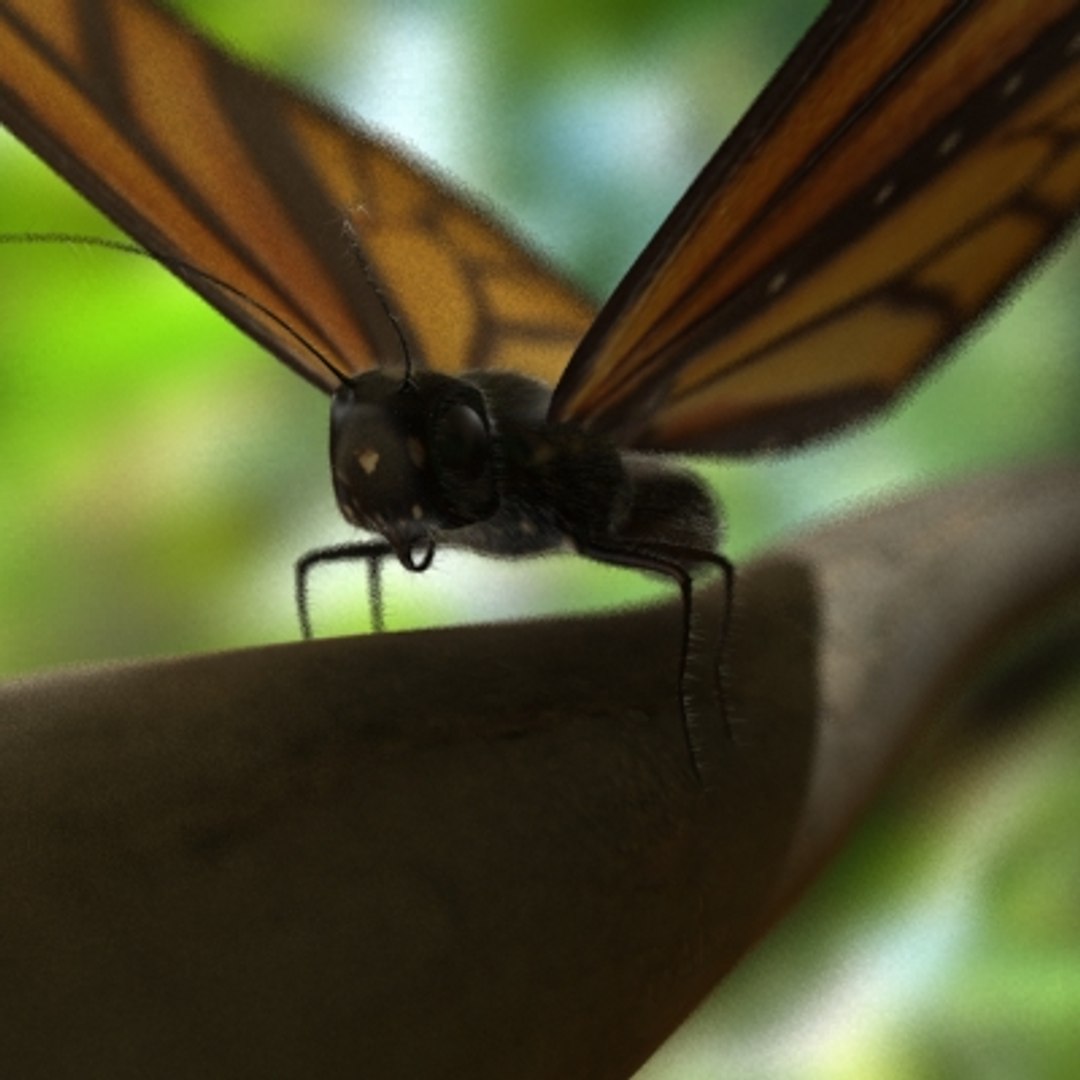 3d model realistic monarch butterfly