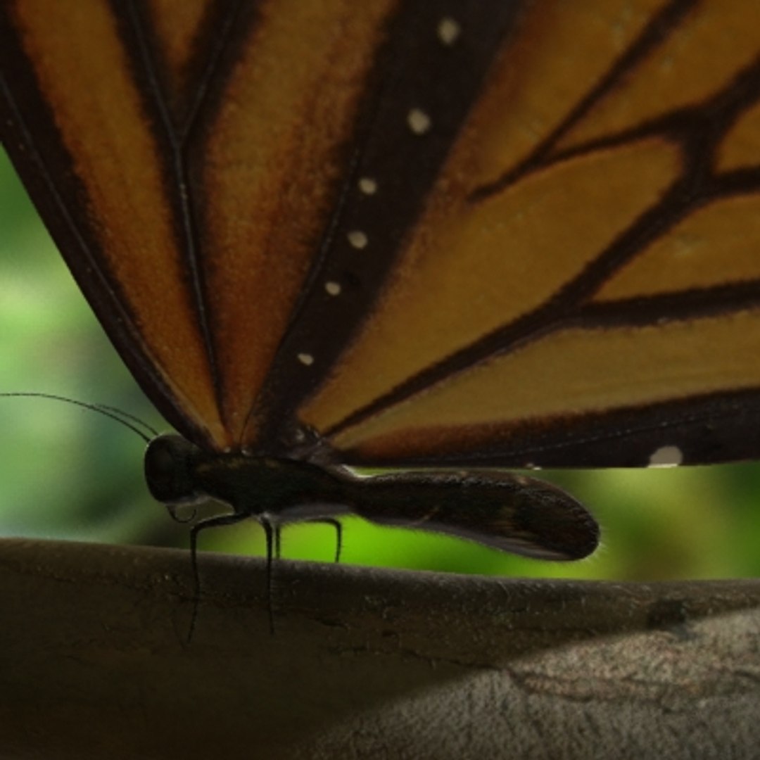 3d model realistic monarch butterfly