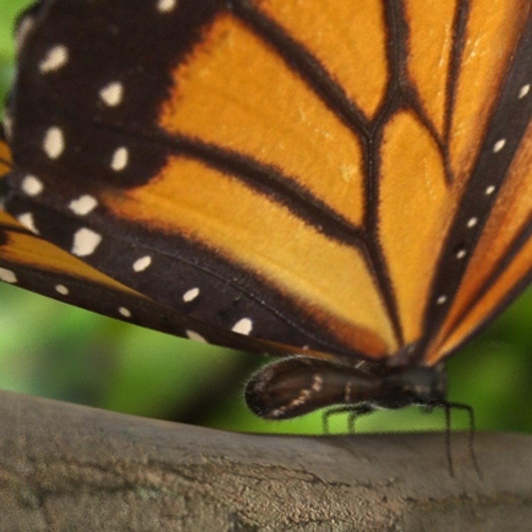 3d model realistic monarch butterfly