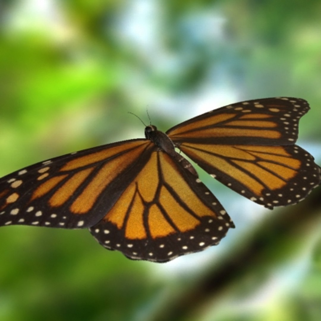 3d model realistic monarch butterfly