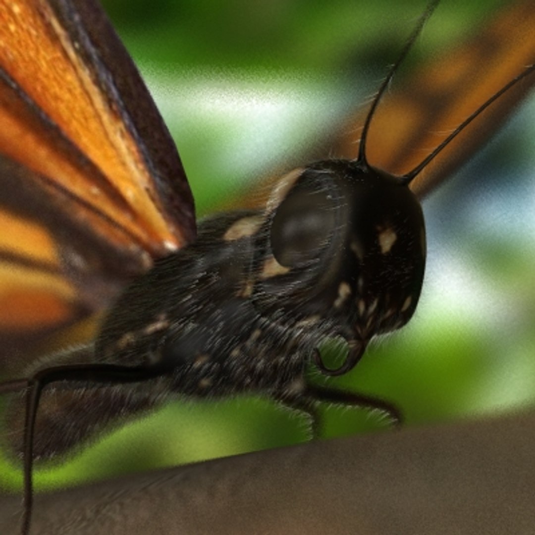 3d model realistic monarch butterfly