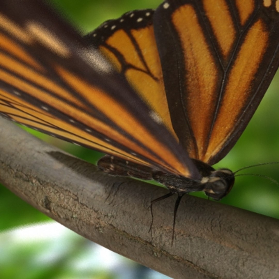 3d model realistic monarch butterfly