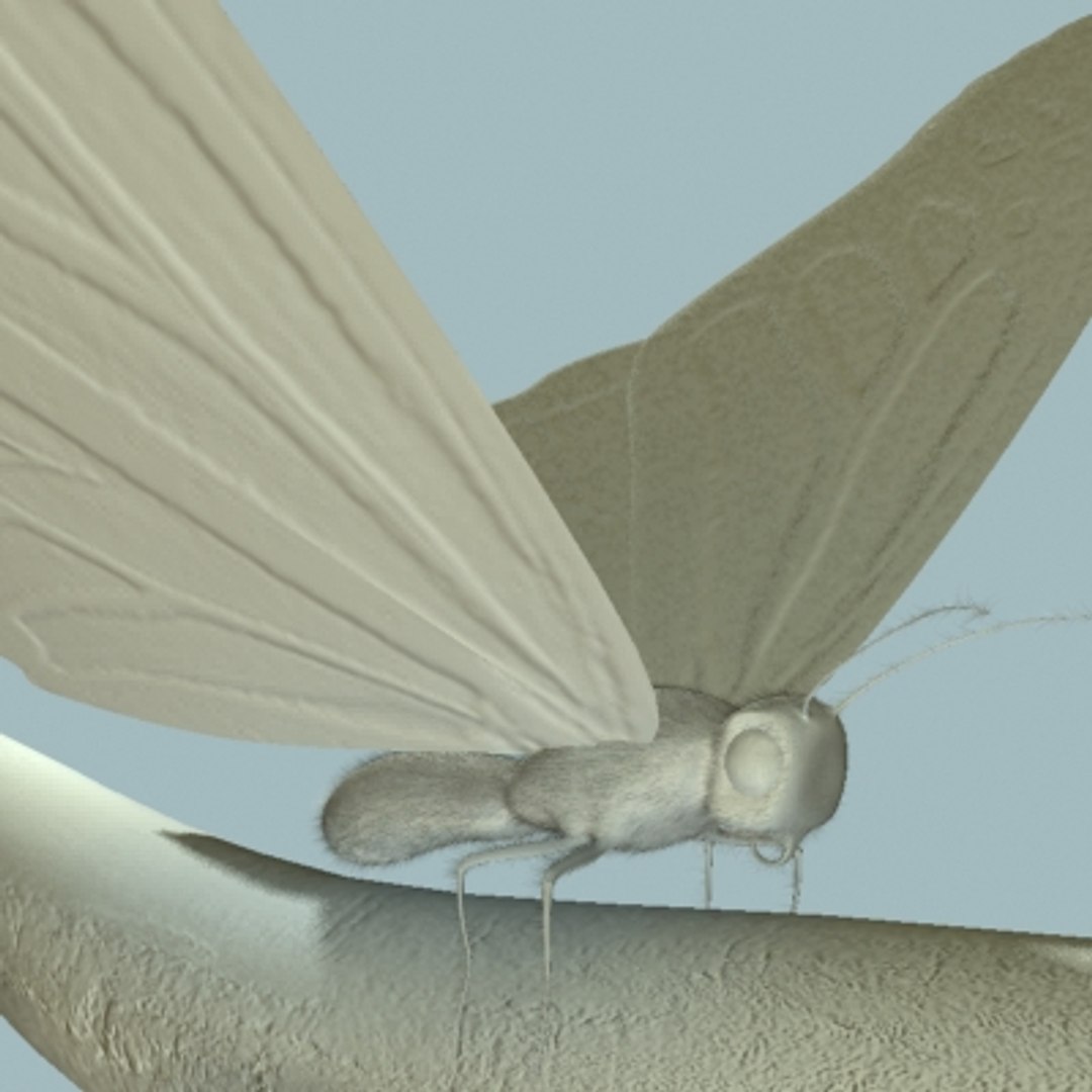 3d model realistic monarch butterfly