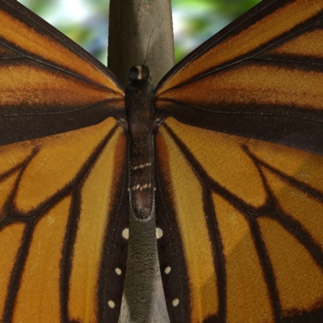 3d model realistic monarch butterfly