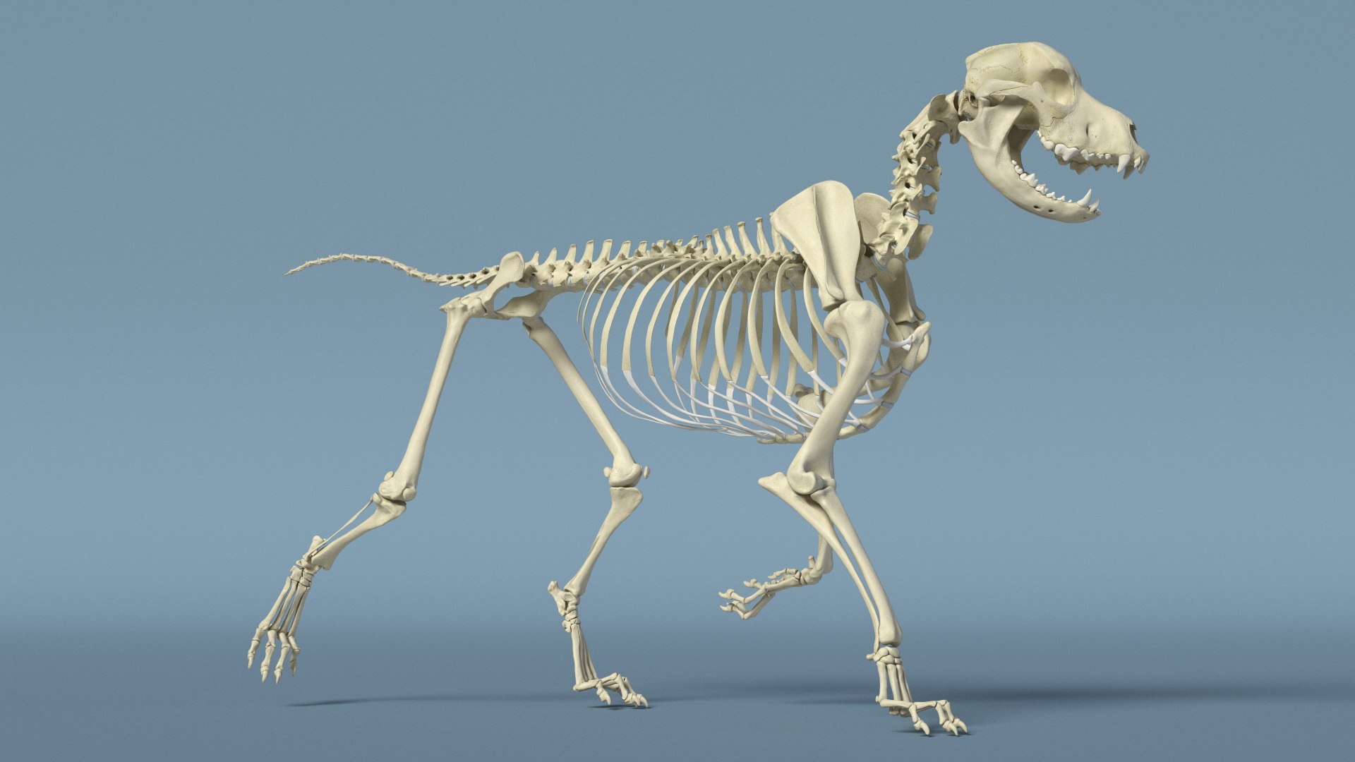 Dog Skeletal Anatomy Walking Pose 3D Model - TurboSquid 2395994