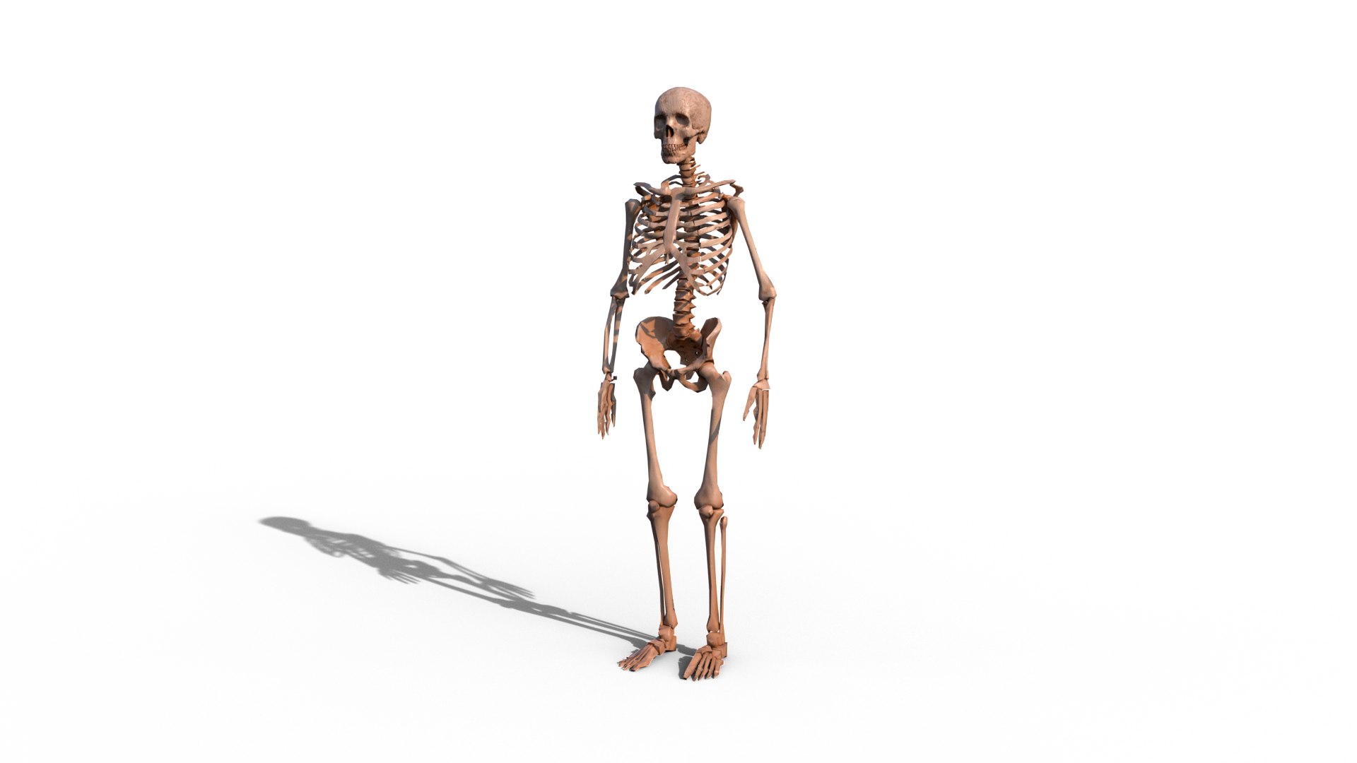 3D Skeleton - TurboSquid 1927783