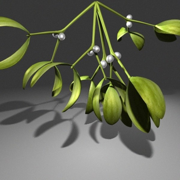 Mistletoe 3D Models for Download | TurboSquid