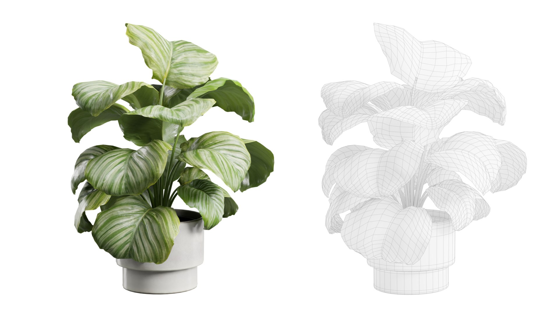 Calathea Orbifolia Pack 3D Model - TurboSquid 2193250