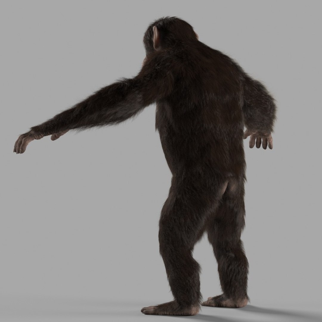Chimp - 3d Max