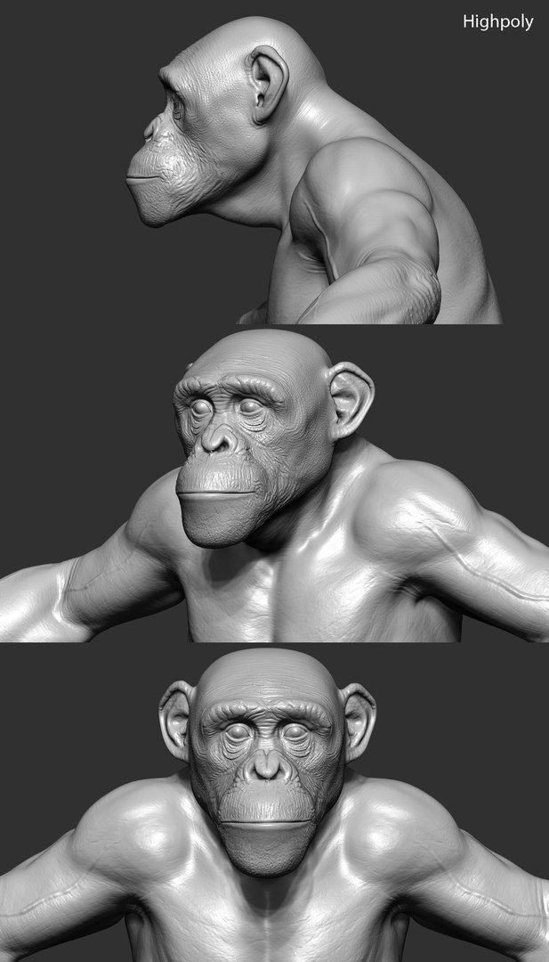 Chimp - 3d Max