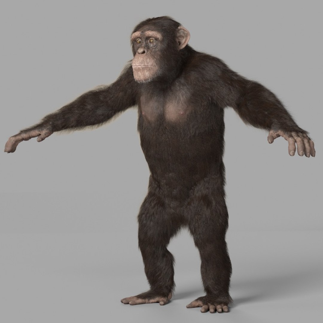 Chimp - 3d Max