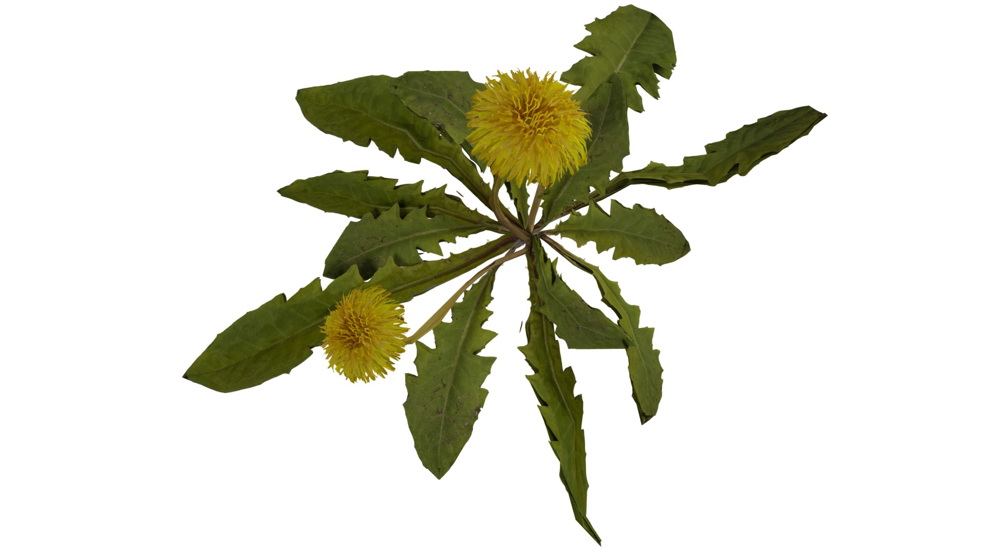 Dandelion Plant 3D Model - TurboSquid 2234007