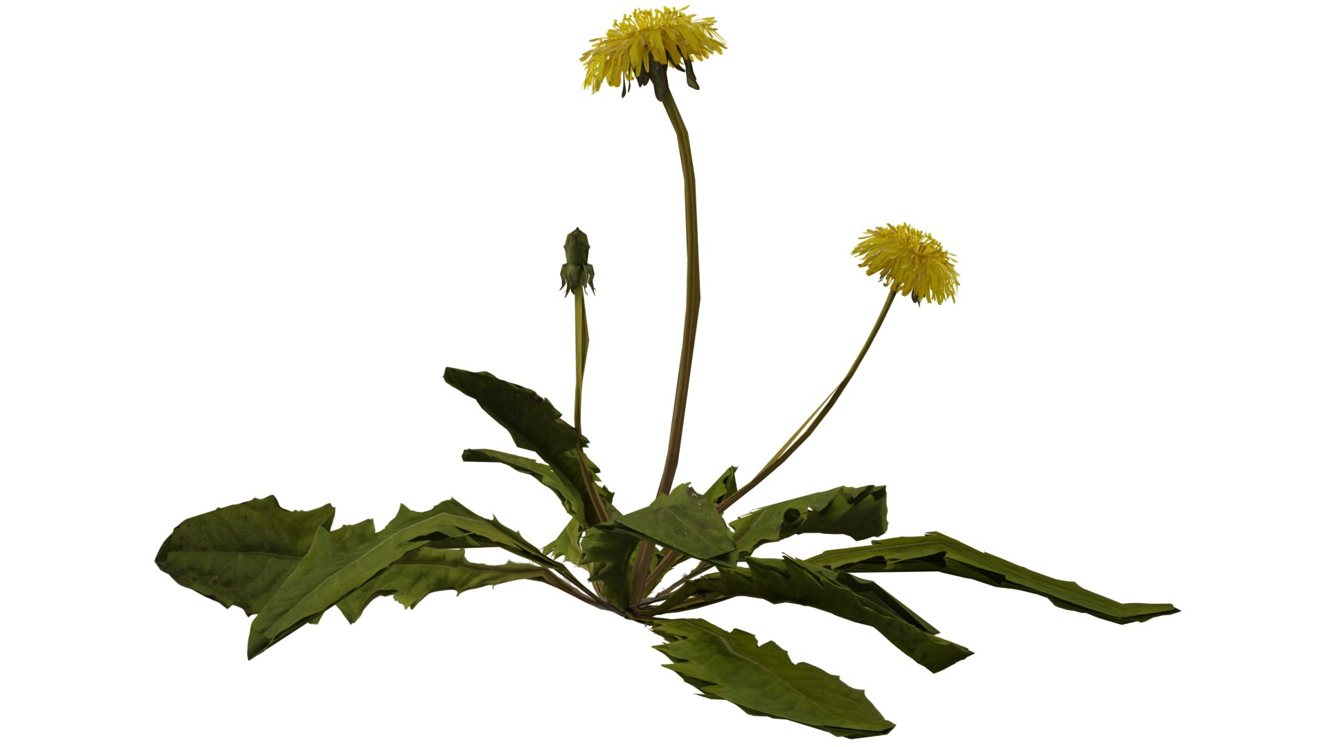 Dandelion Plant 3D Model - TurboSquid 2234007
